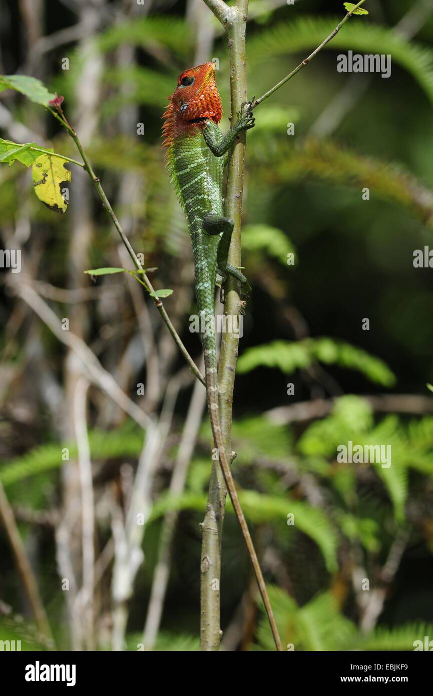 common tree lizard (Calotes calotes), male in breeding coloration on a ...