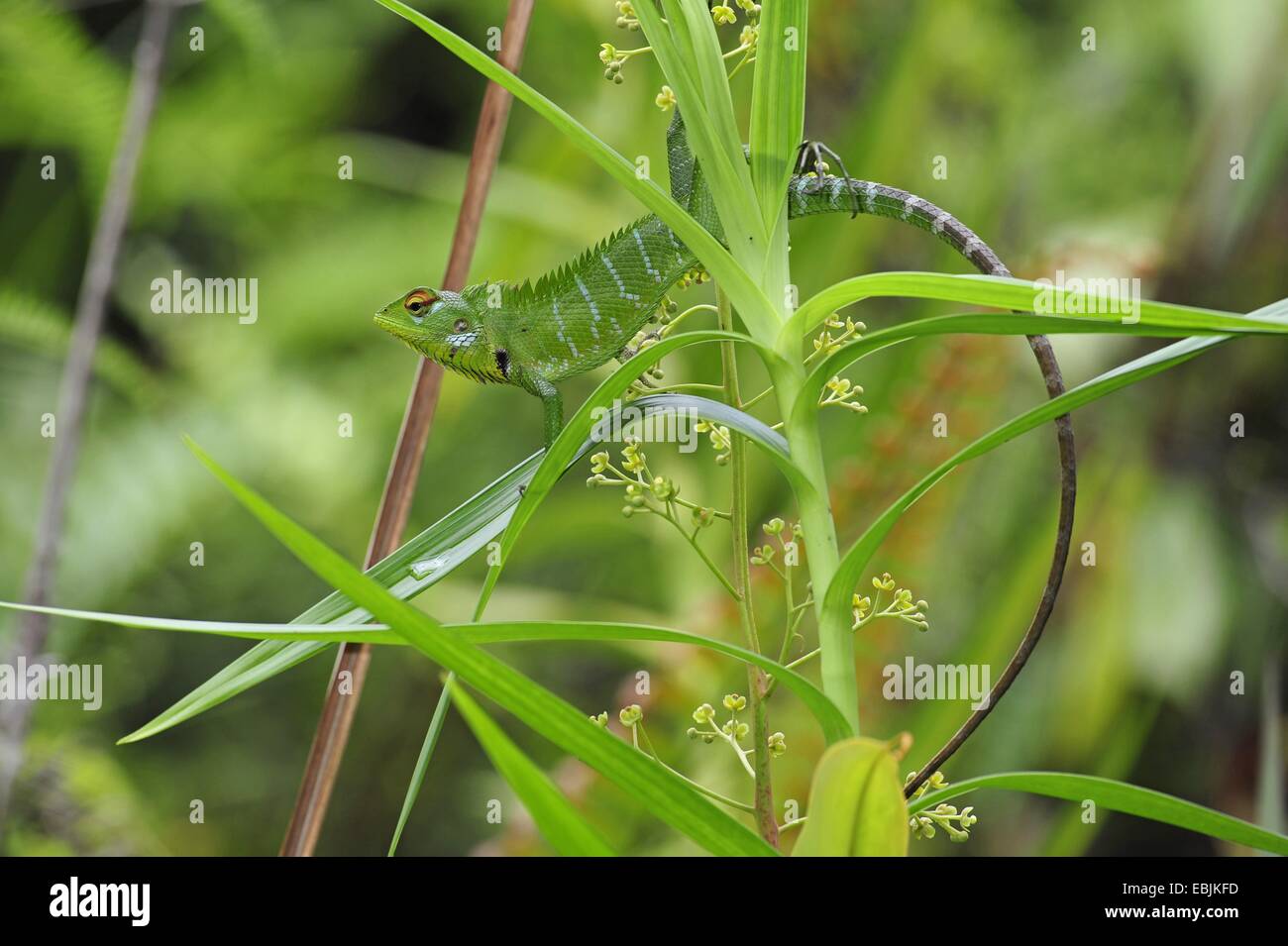 common tree lizard (Calotes calotes), male on a plant, Sri Lanka ...