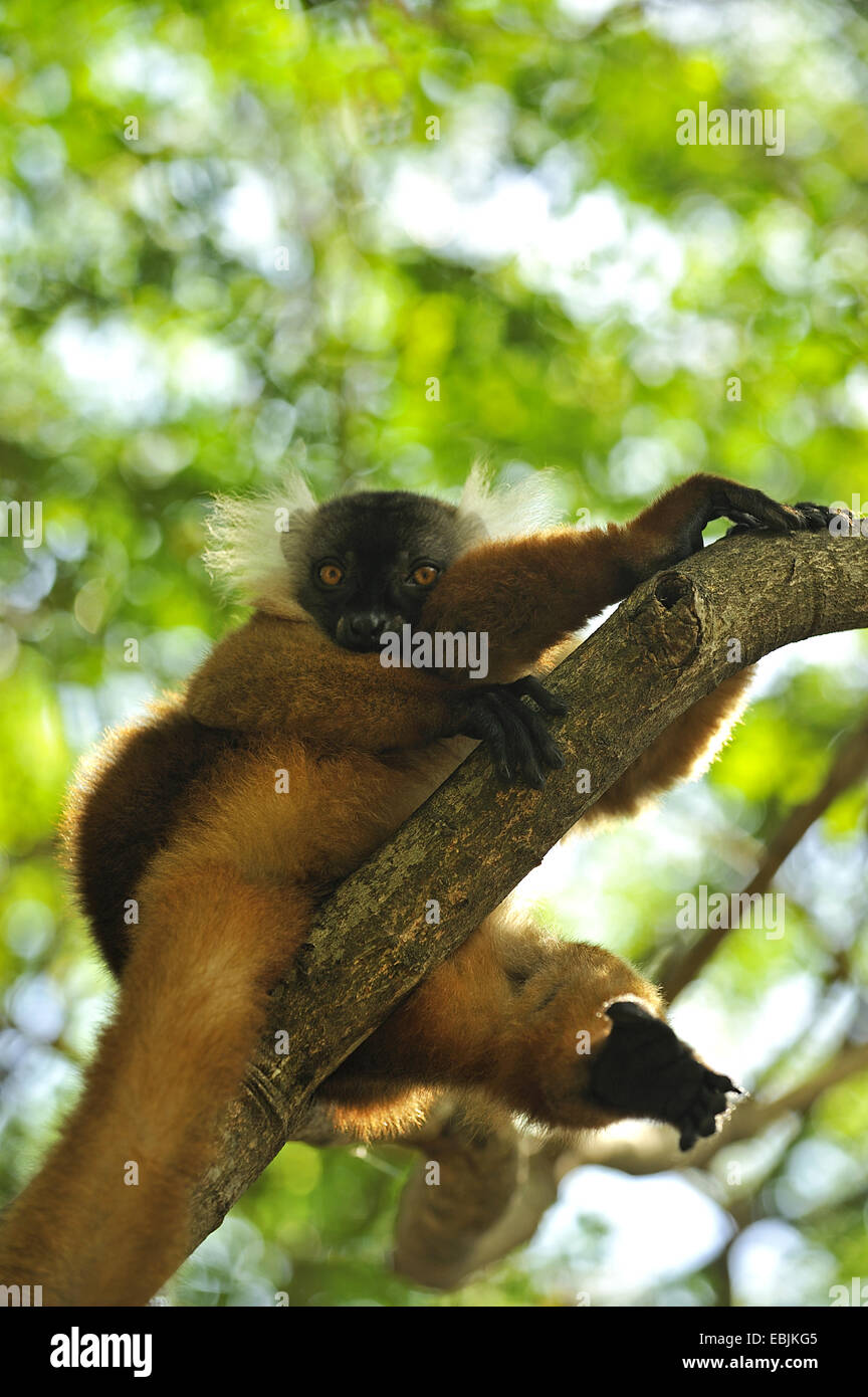 black lemur (Eulemur macaco macaco, Lemur macaco macaco), sitting on ...