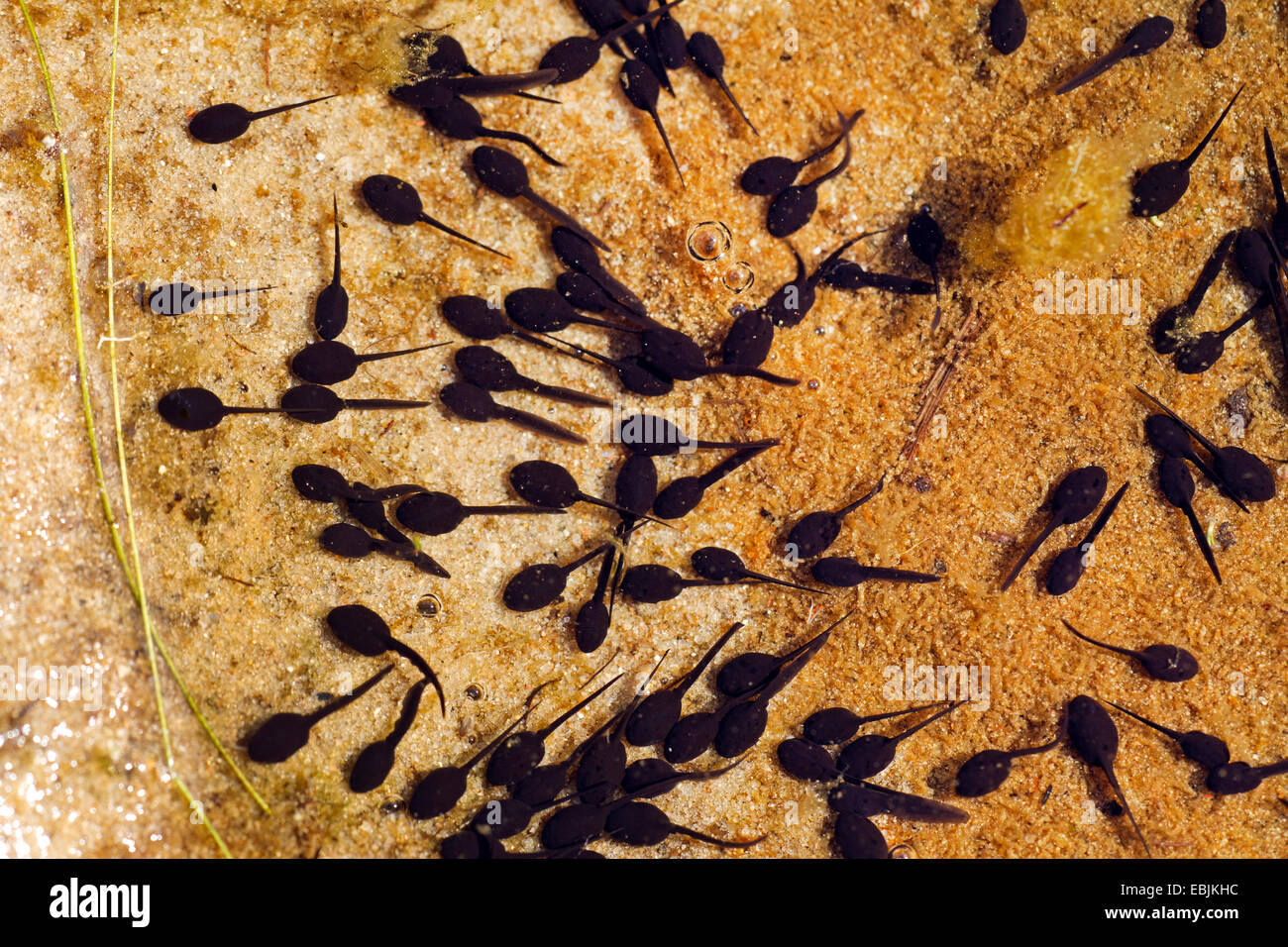 Natterjack toad tadpole hi-res stock photography and images - Alamy