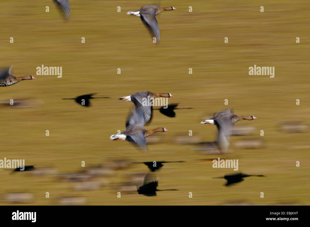 white-fronted goose (Anser albifrons), geese taking off, Germany, North ...