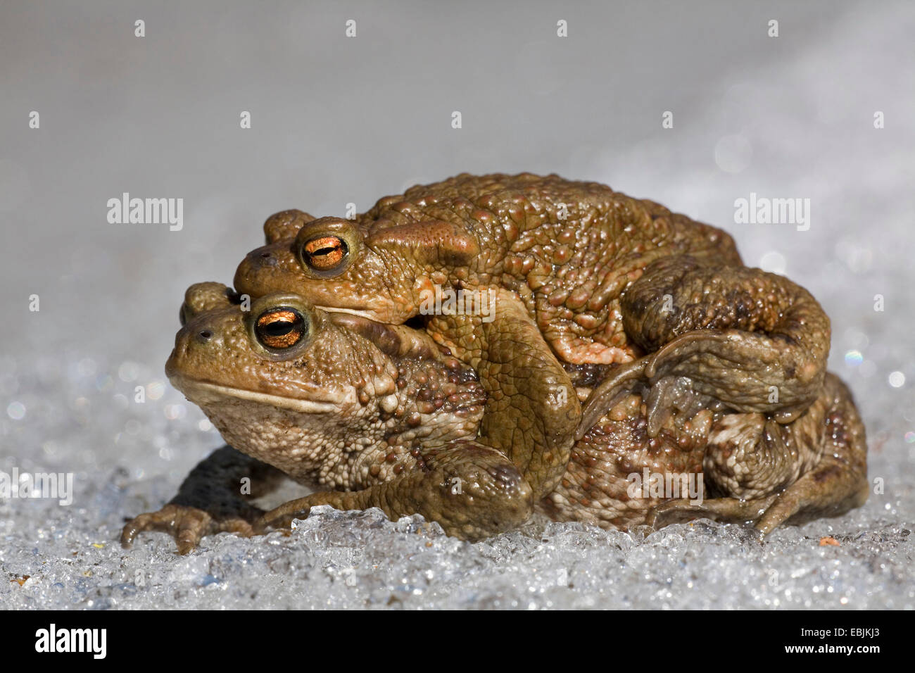 Male on an ice sheet hi-res stock photography and images - Alamy