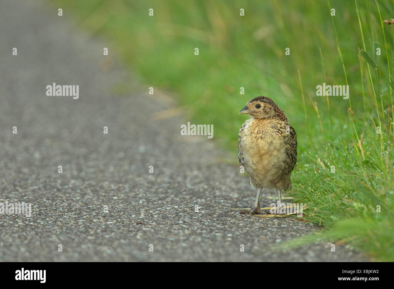 Baby pheasants hi-res stock photography and images - Alamy
