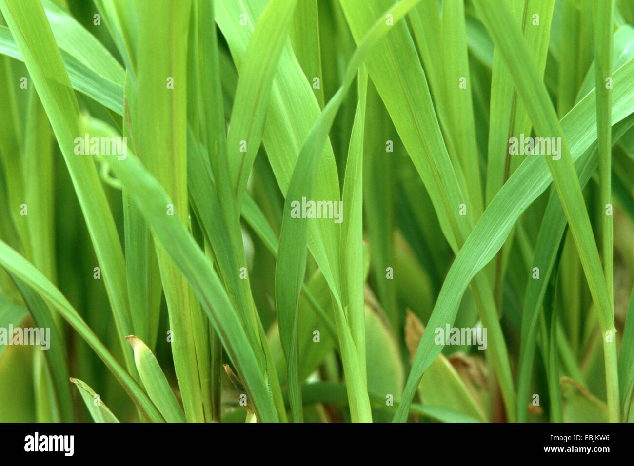 Indian corn, maize (Zea mays), seedlings, Germany Stock Photo - Alamy