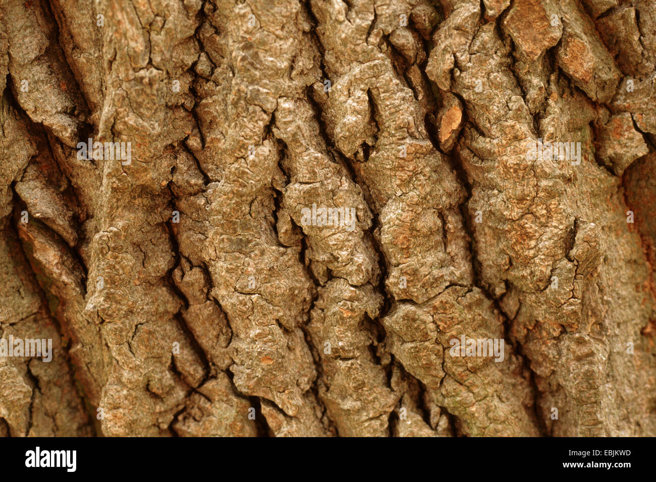 Acer Negundo Bark