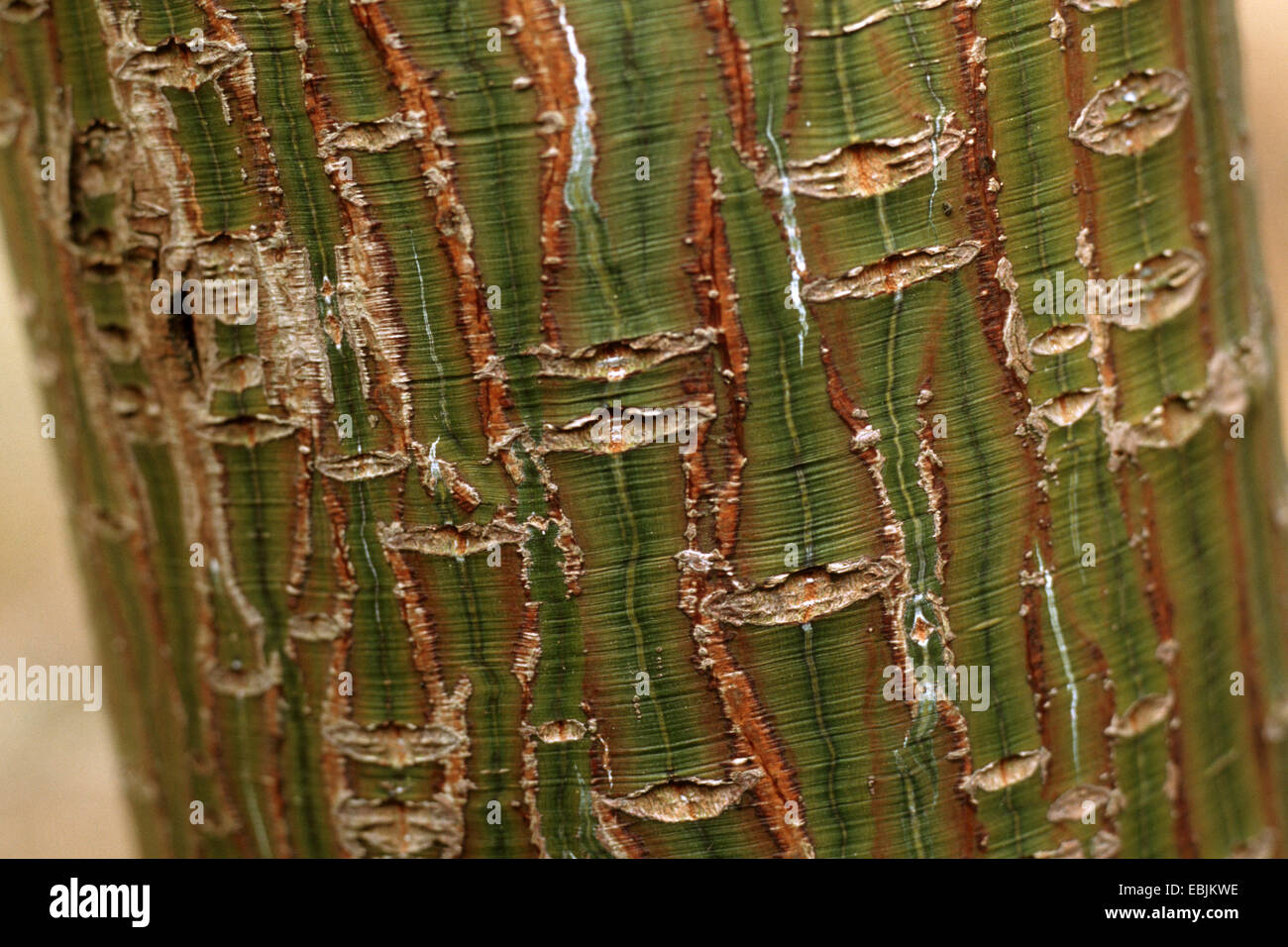 Kyushu Maple, Red Snakebark Maple (Acer capillipes), bark Stock Photo ...