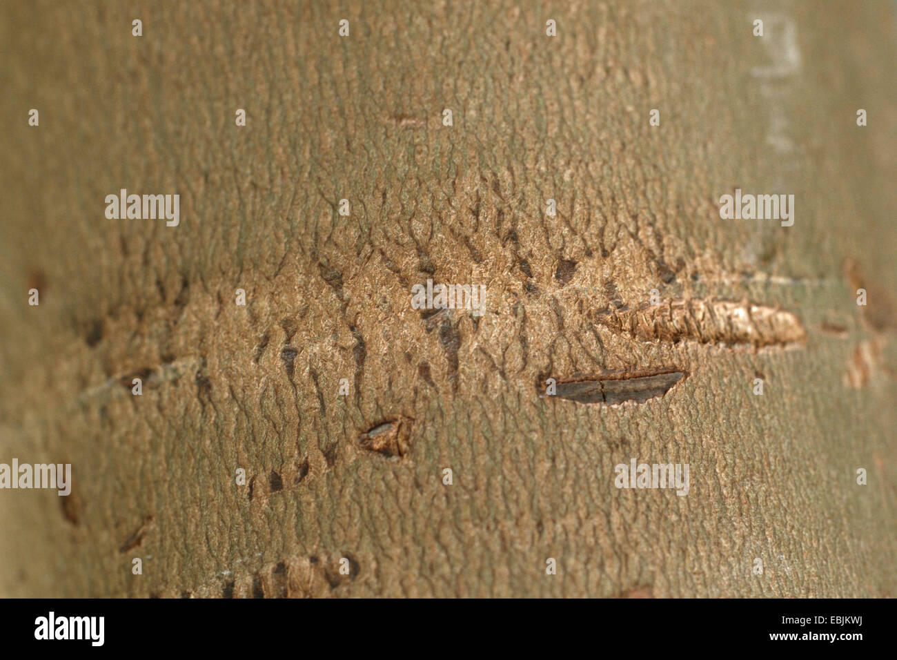 Ochroma lagopus hi-res stock photography and images - Alamy