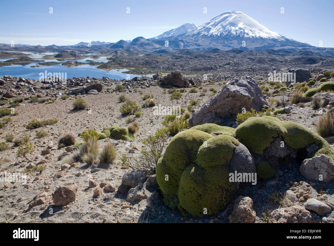 llareta (Azorella compacta), in front of the volcanos Parinacota (front ...