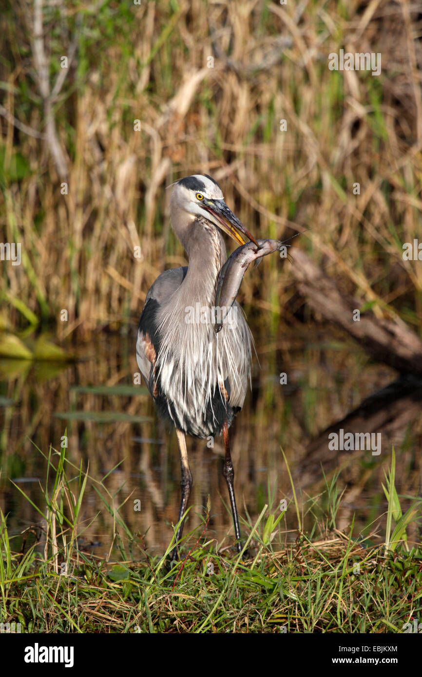 Walking catfish florida hi-res stock photography and images - Alamy