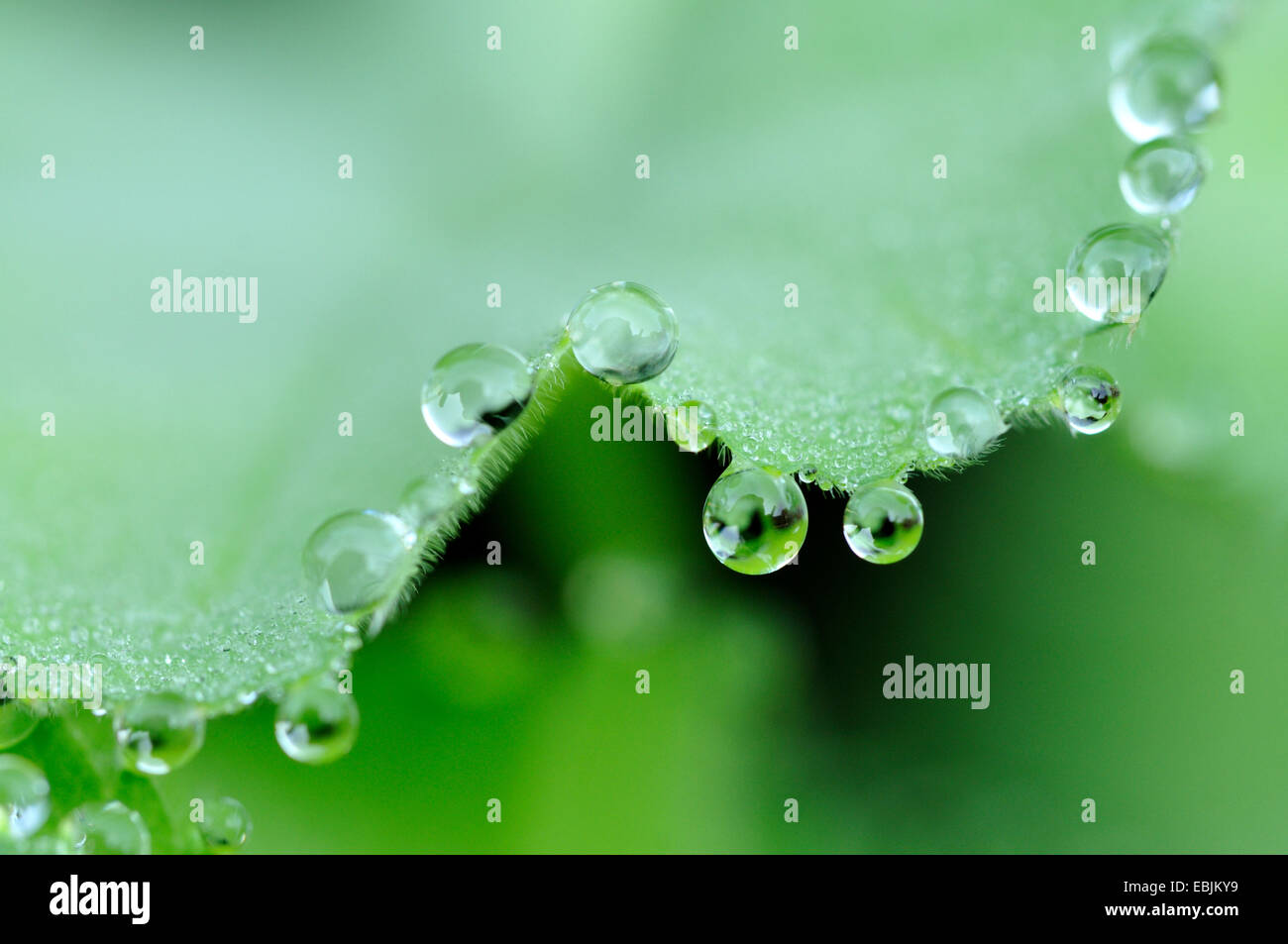 Guttation High Resolution Stock Photography and Images - Alamy