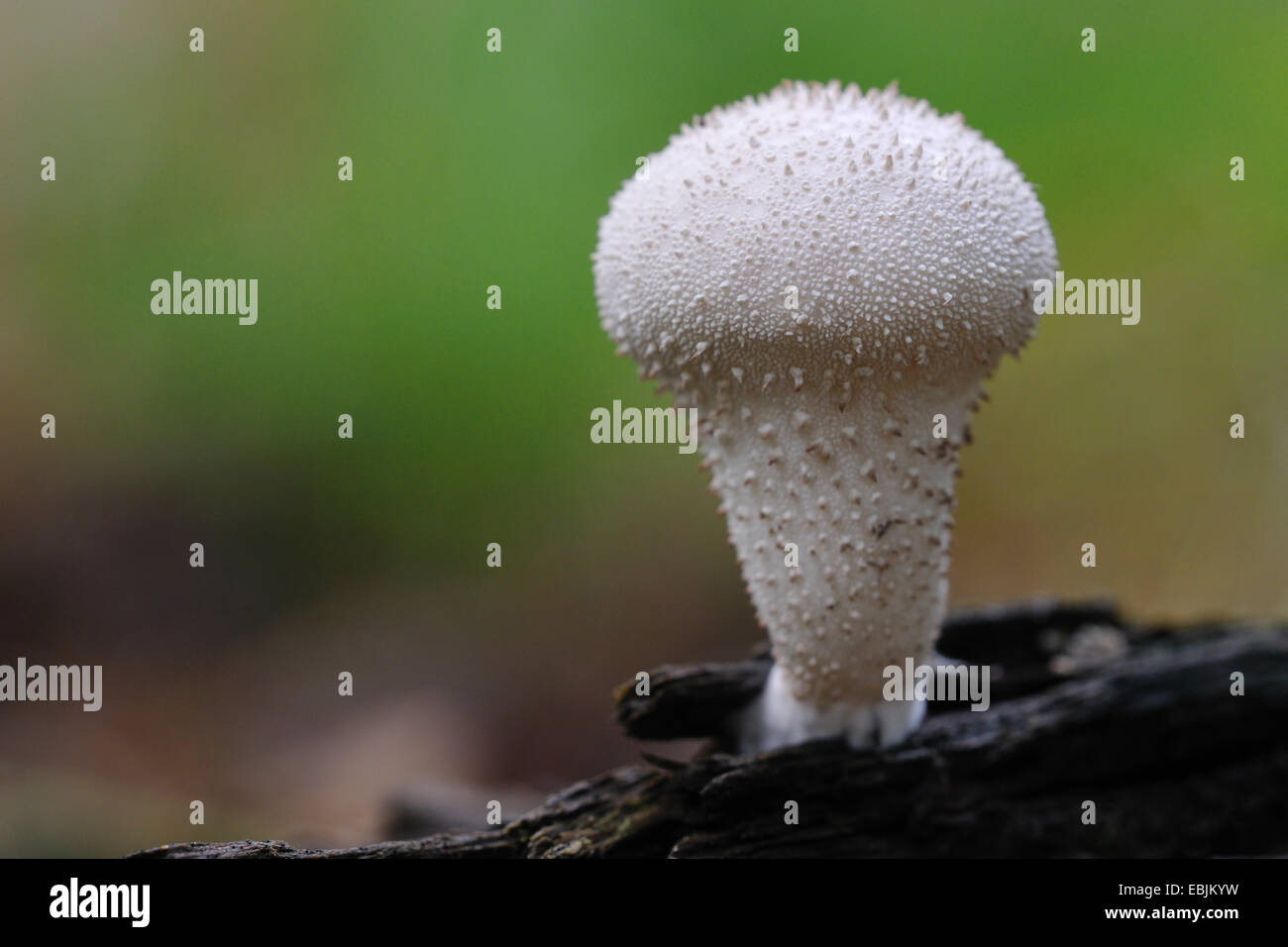 Devils snuff box mushroom hi-res stock photography and images - Alamy