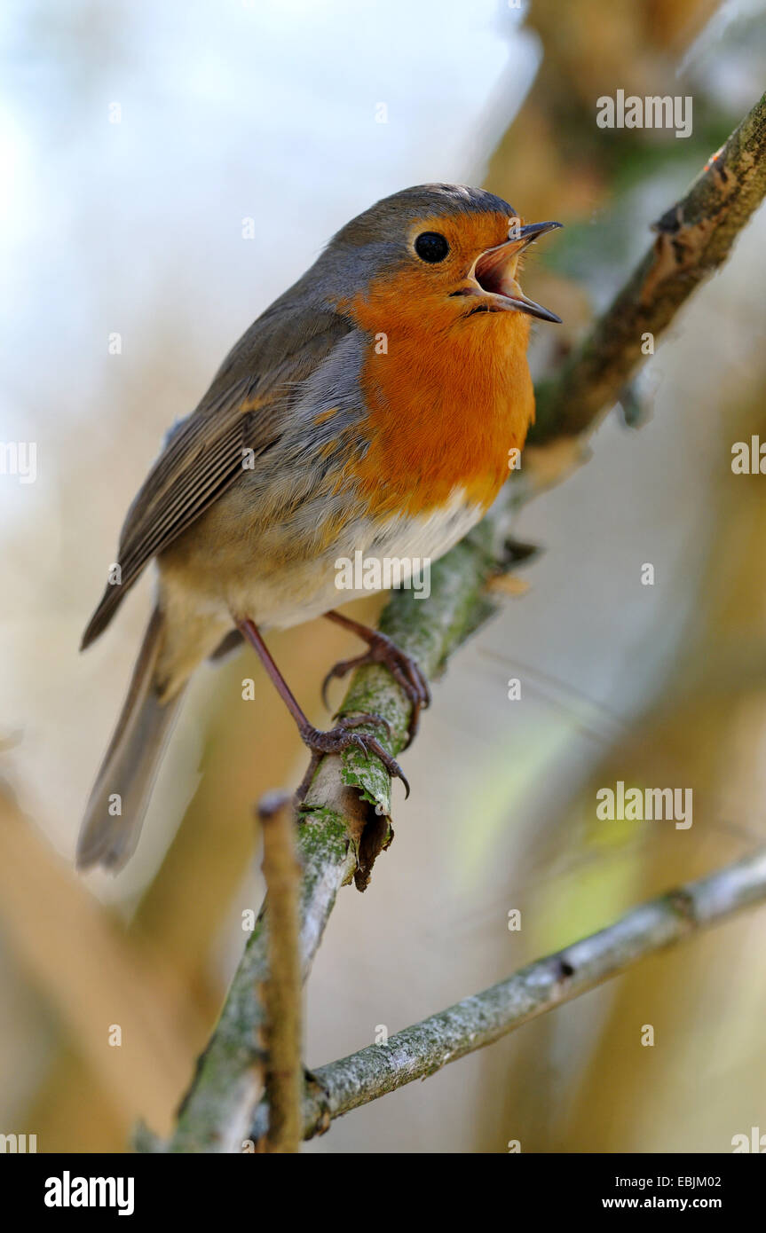 European robin (Erithacus rubecula), singing male, Germany Stock Photo ...