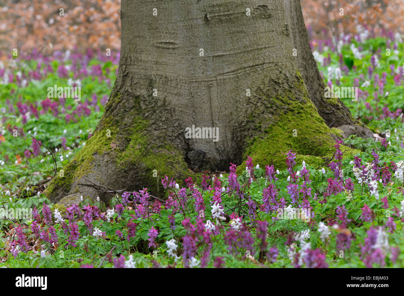 Tree bulbous trunk hi-res stock photography and images - Alamy