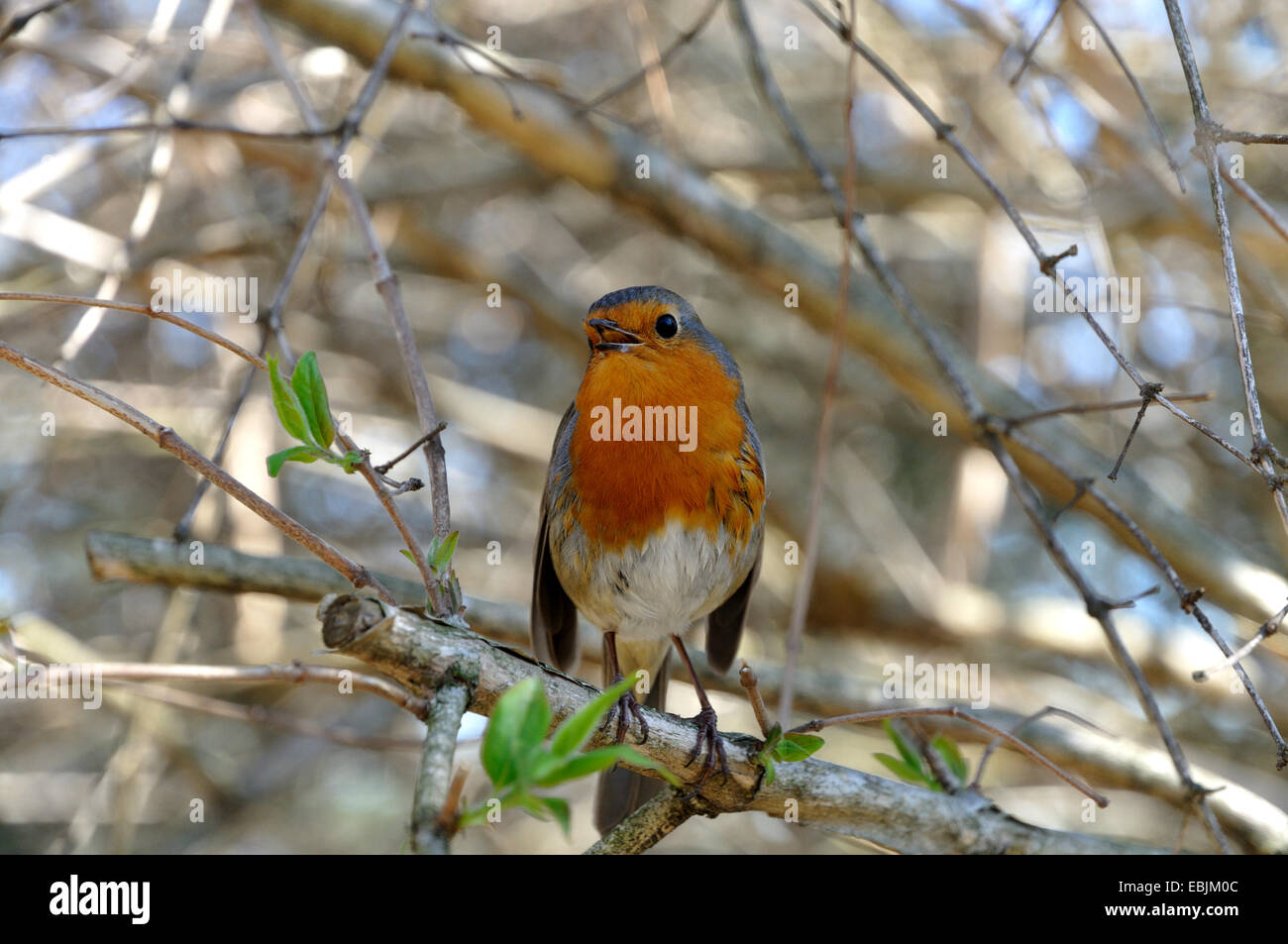 Chirping robin hi-res stock photography and images - Alamy
