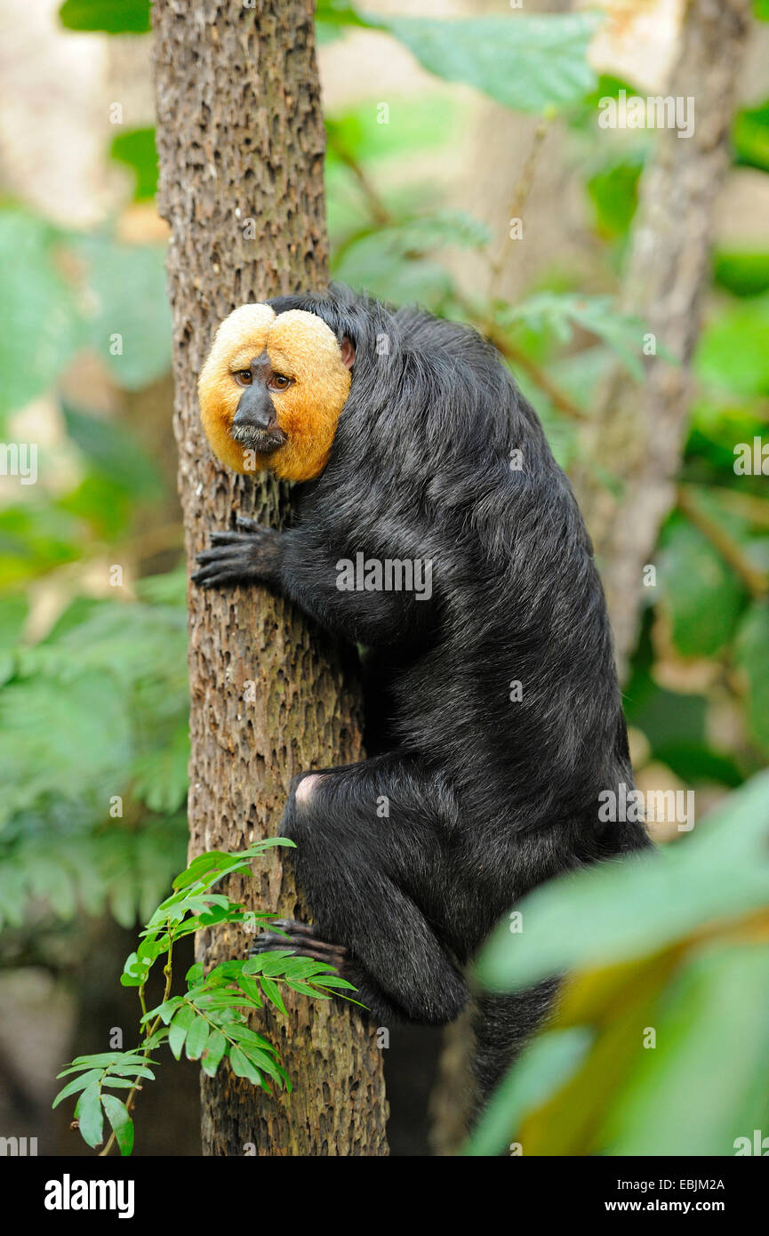 white-faced saki (Pithecia pithecia), male hanging at a trunk Stock ...