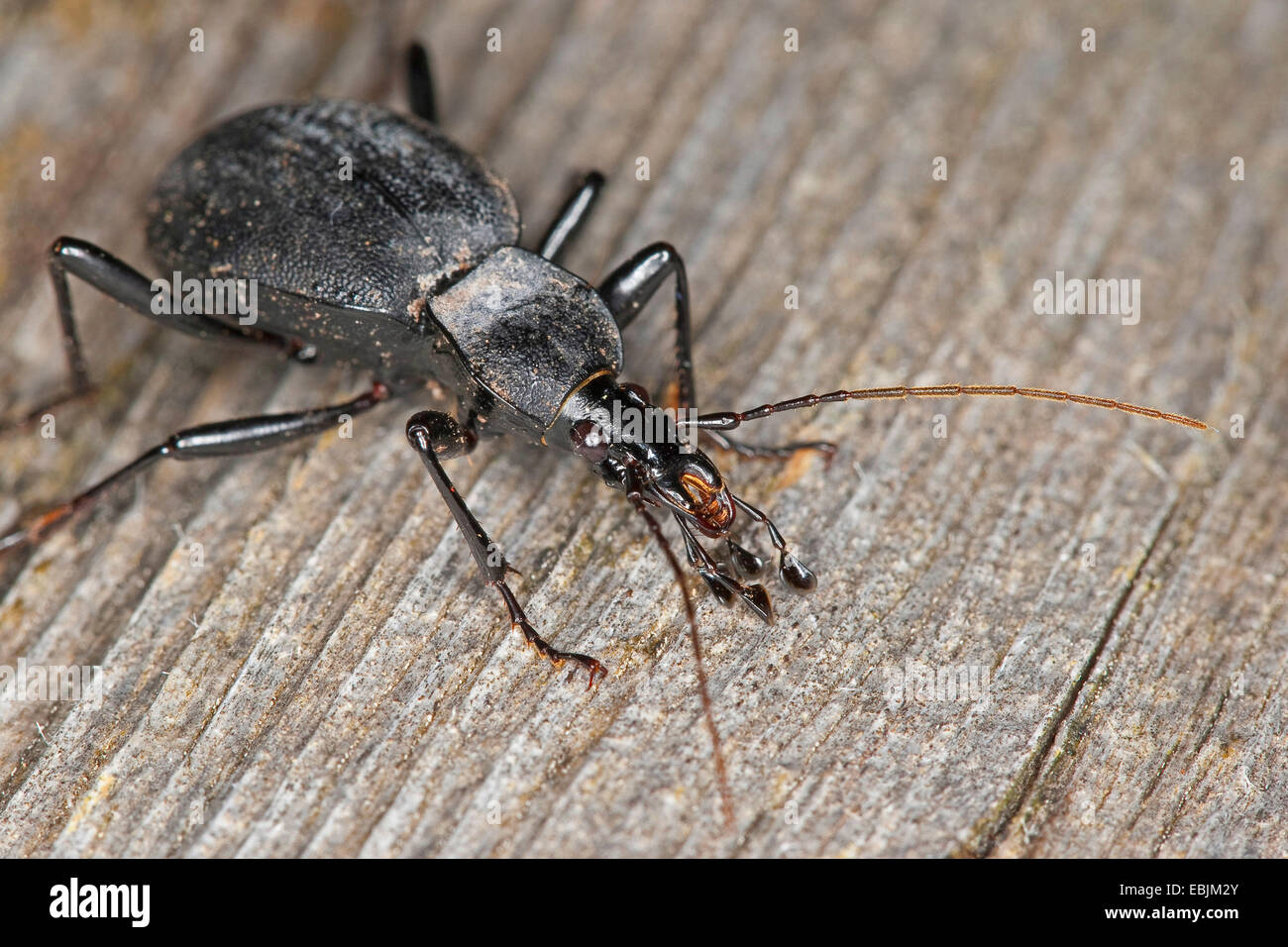 Ground beetles hi-res stock photography and images - Alamy