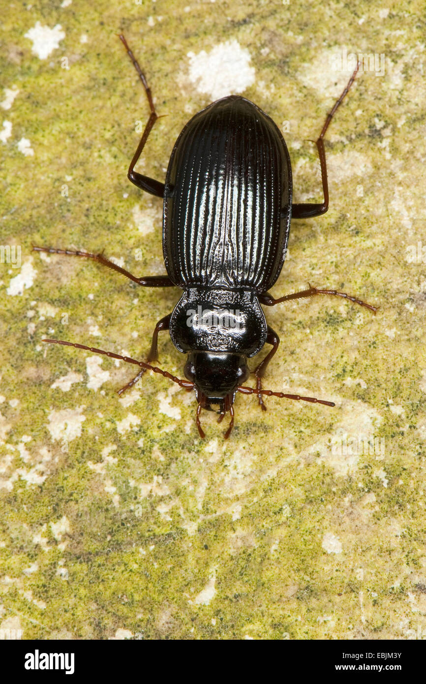 Common Black Ground Beetle Common Black Ground Beetle Hi Res Stock