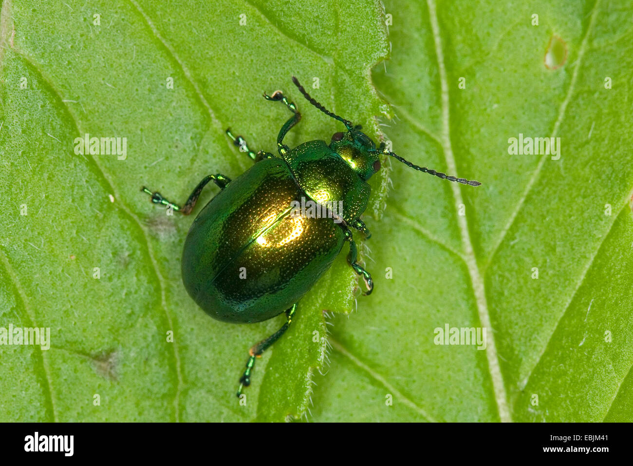 Mint Leaf Beetle (Chrysolina herbacea, Chrysolina menthastri ...