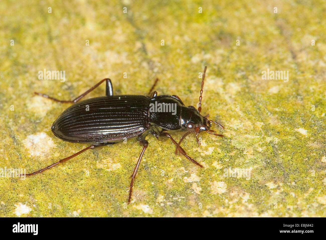 Black ground beetle hi-res stock photography and images - Alamy