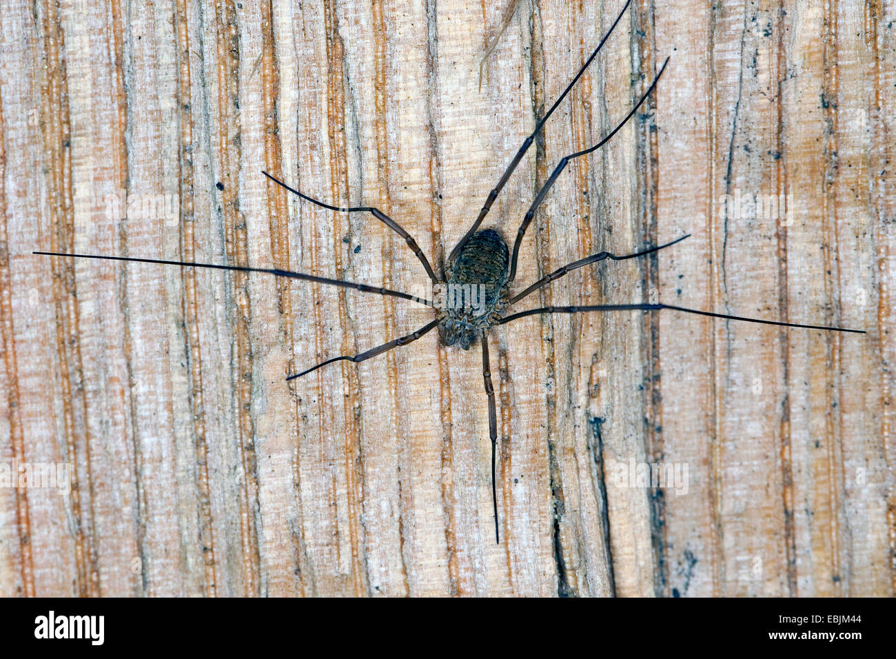 common harvestman (Phalangium opilio), sitting on deadwood, Germany ...