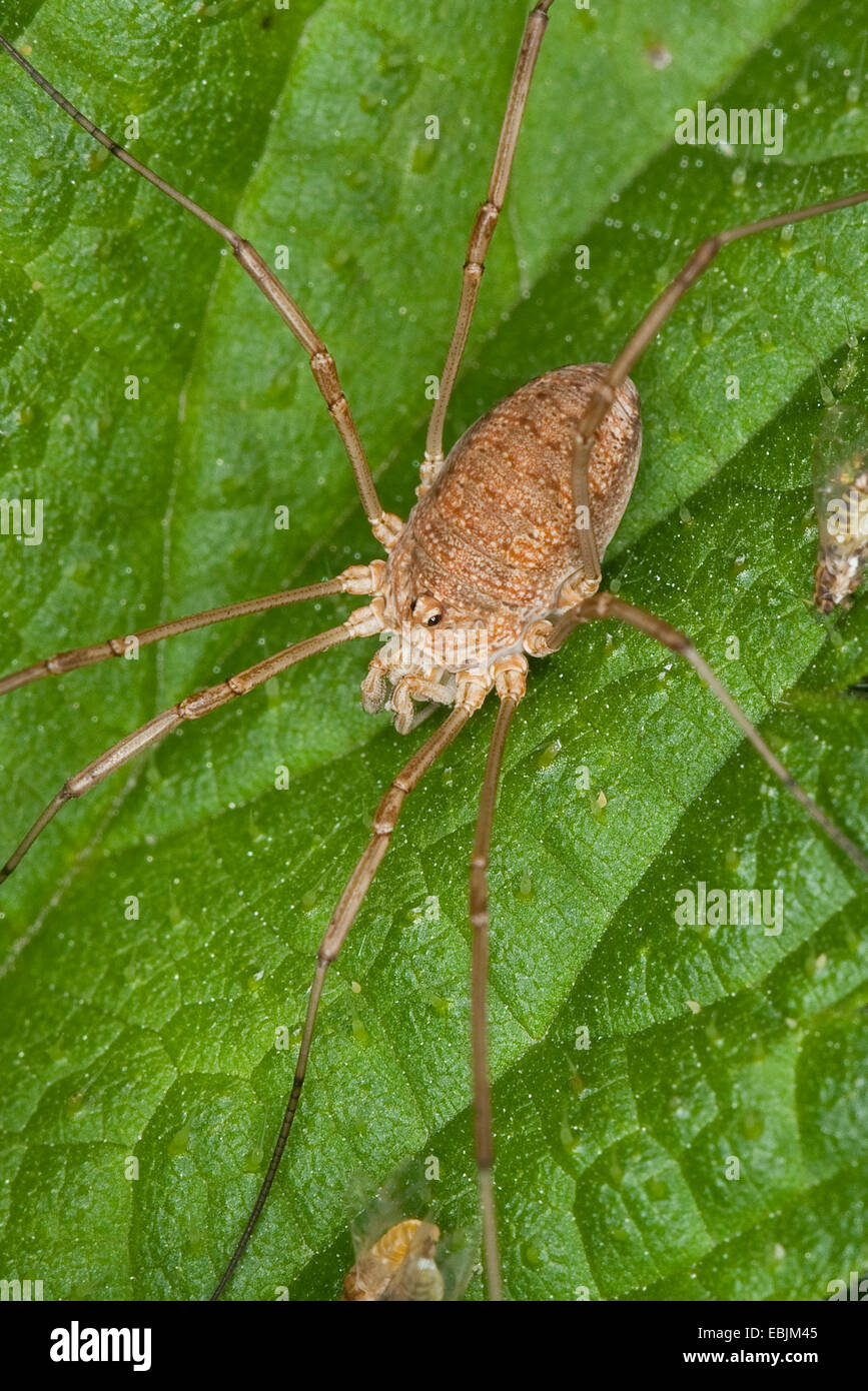 common harvestman (Phalangium opilio), sitting on a leaf, Germany Stock ...