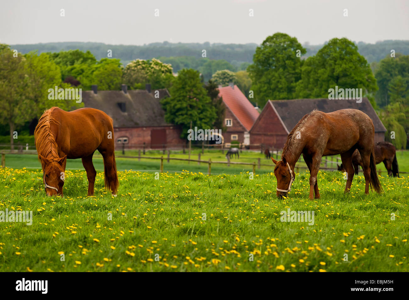 Farm farmhouse horse hi-res stock photography and images - Alamy