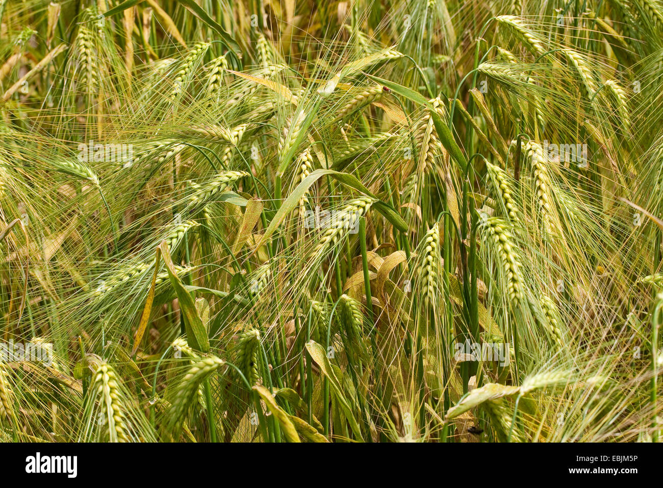 barley (Hordeum vulgare), ripe ears, Germany Stock Photo - Alamy