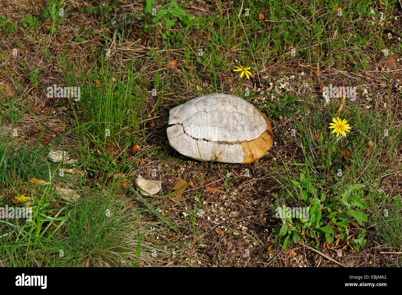 Dead turtles hi-res stock photography and images - Alamy