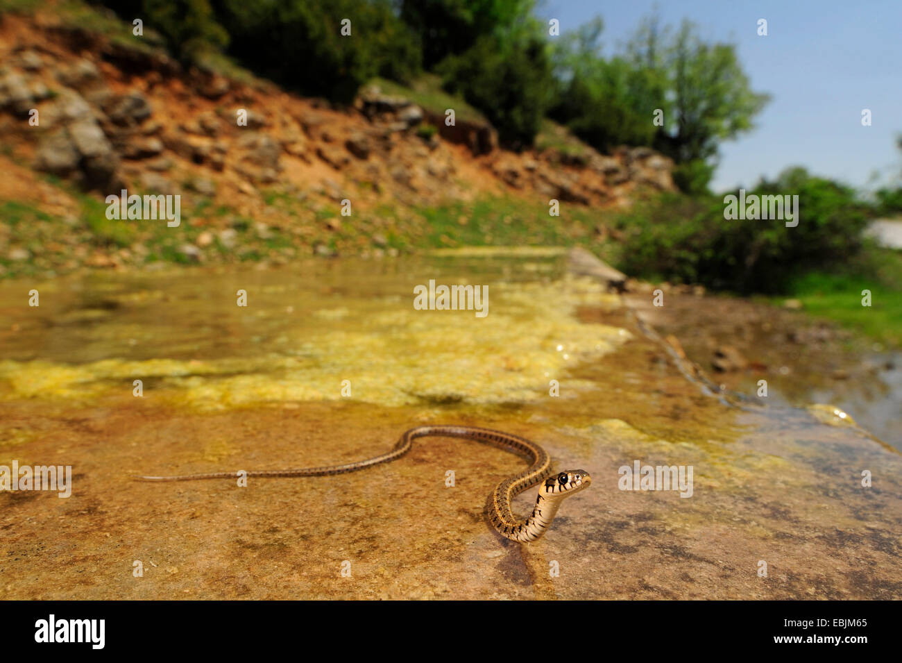 Balkan grass snake (Natrix natrix persa), young grass snake swimming ...
