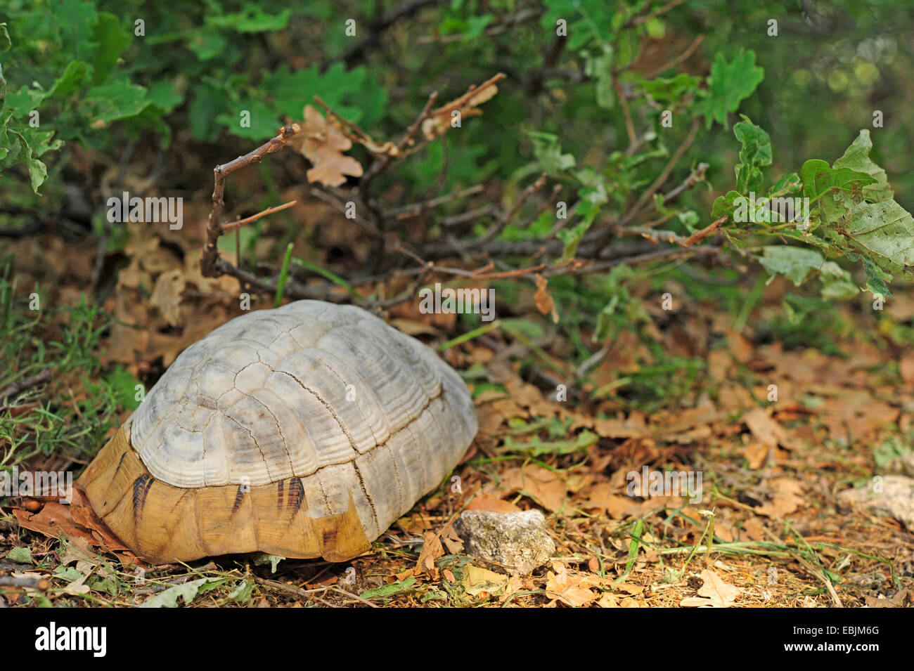 spur-thighed tortoise, Mediterranean spur-thighed tortoise, common ...