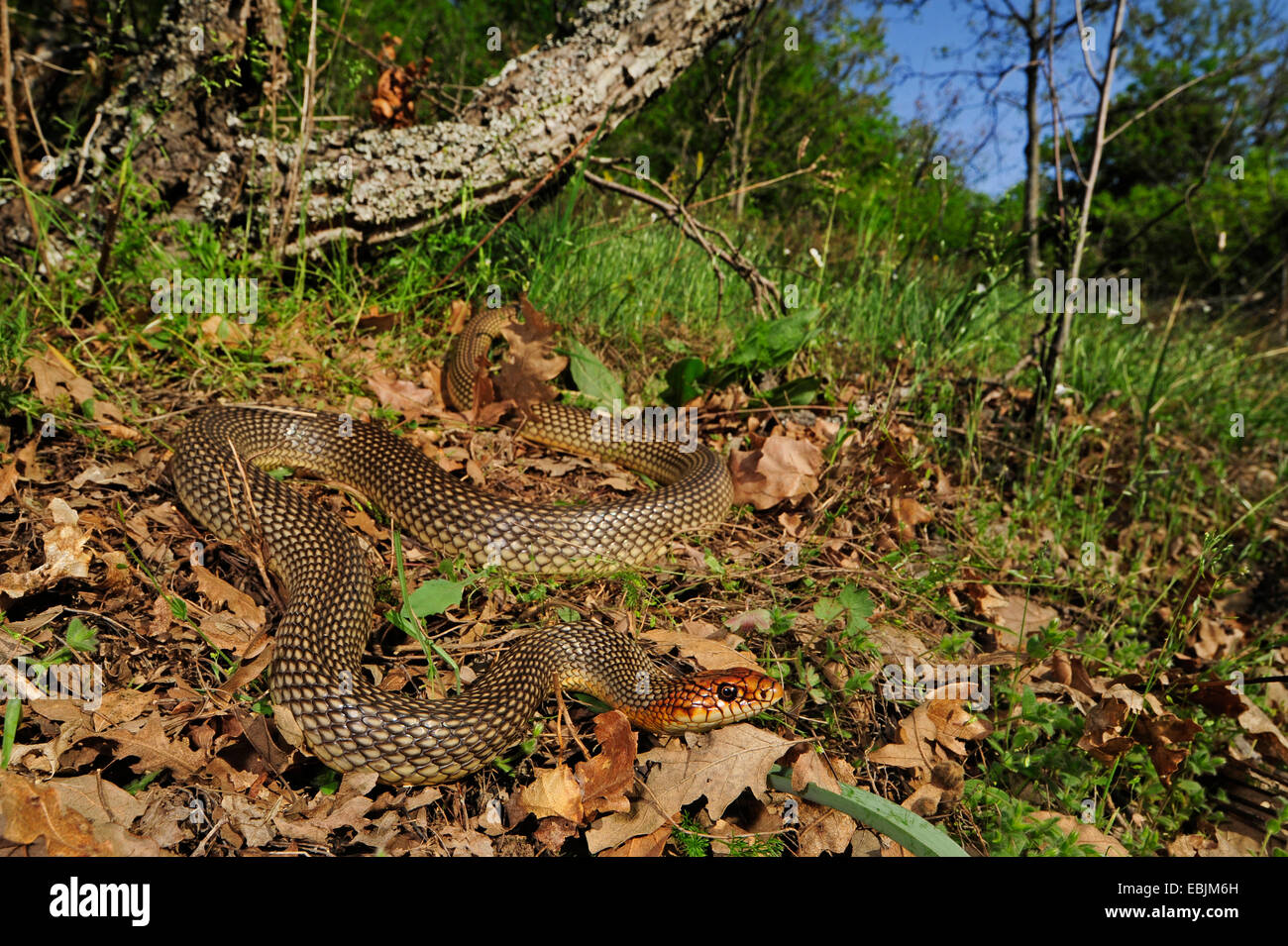 Large Whip Snake (Dolichophis caspius, Coluber caspius), male on the ...
