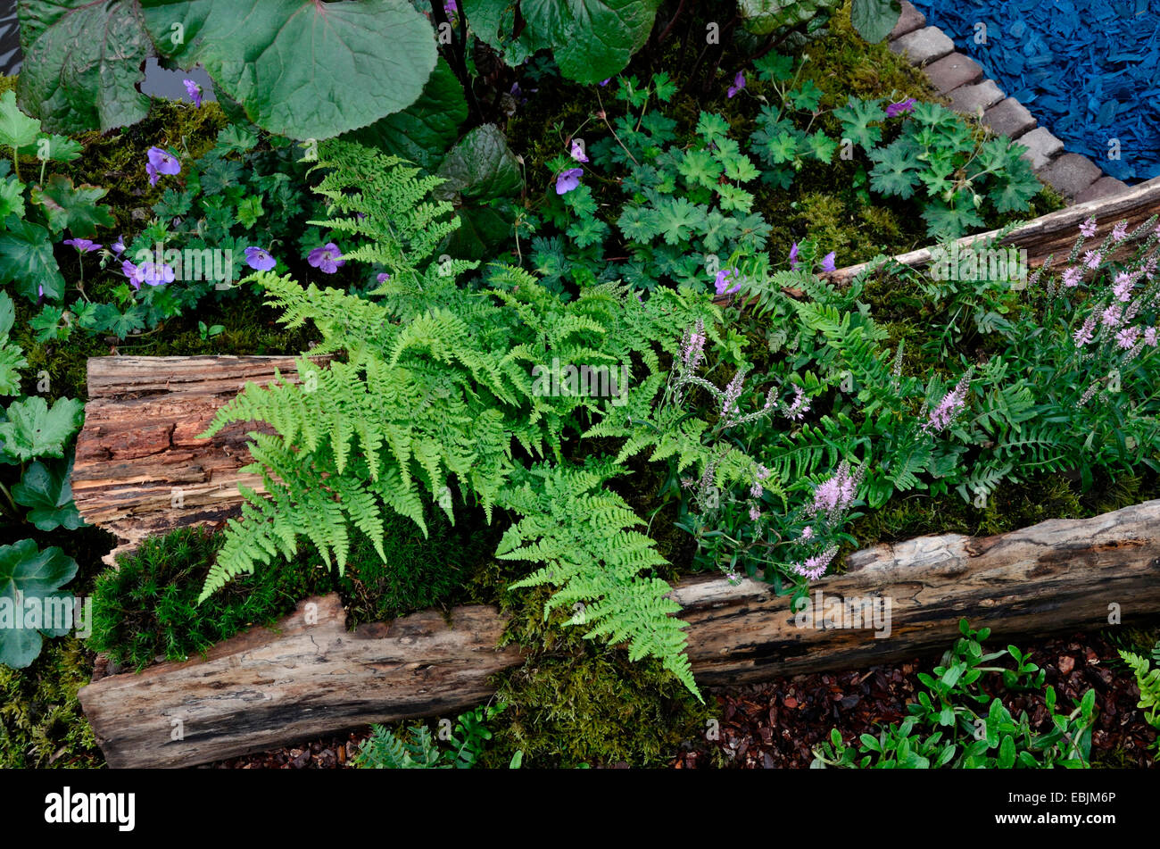 Close up of a garden detail using a rotting log as home for a display ...