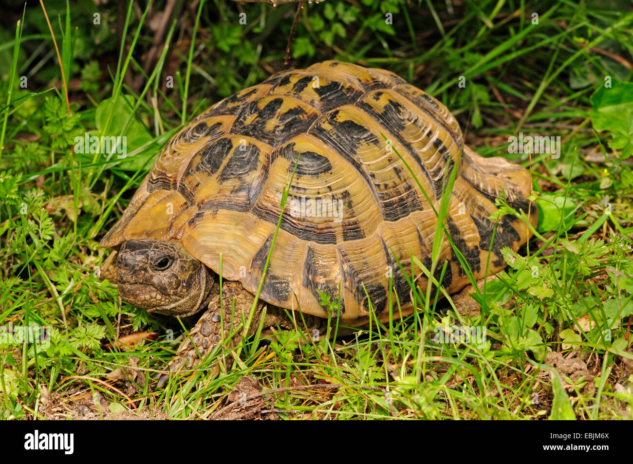 Hermanns tortoise, Greek tortoise, Boettgers tortoise (Testudo hermanni ...