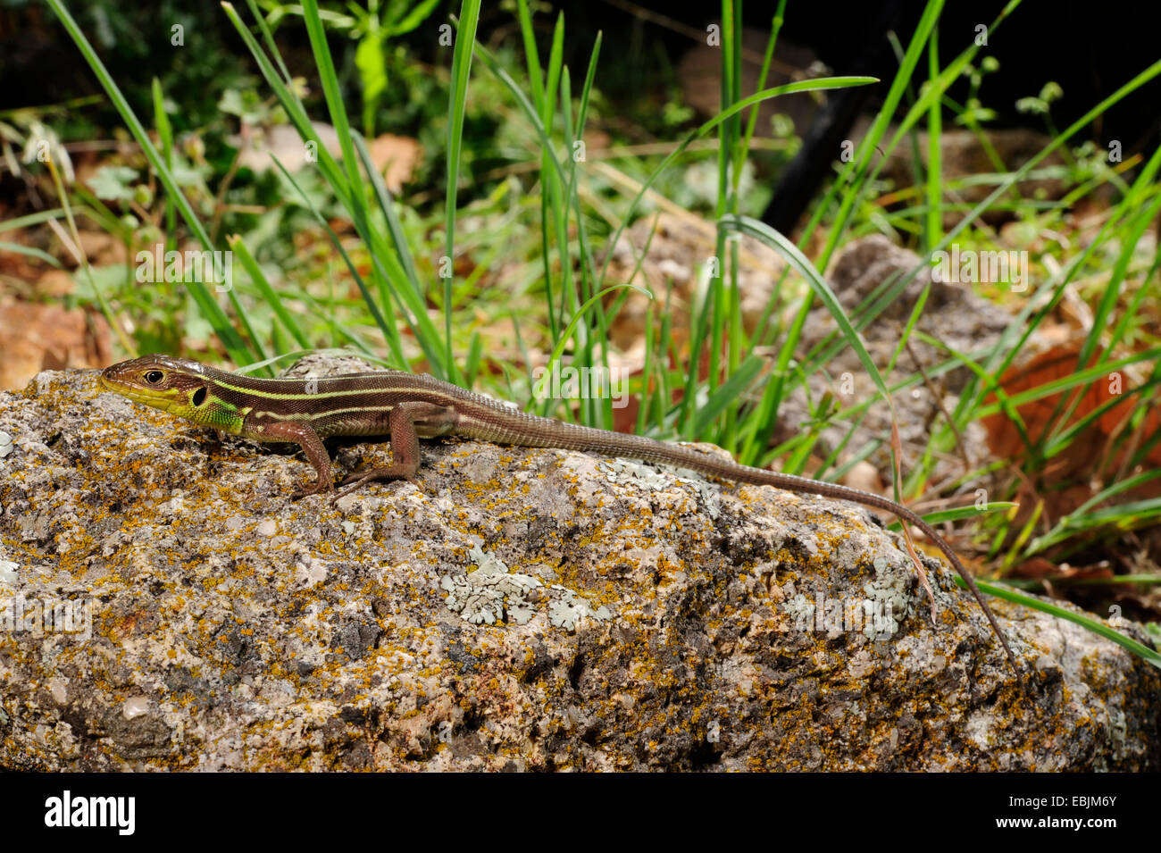 Balkan green lizard, Balkan emerald lizard (Lacerta trilineata ...