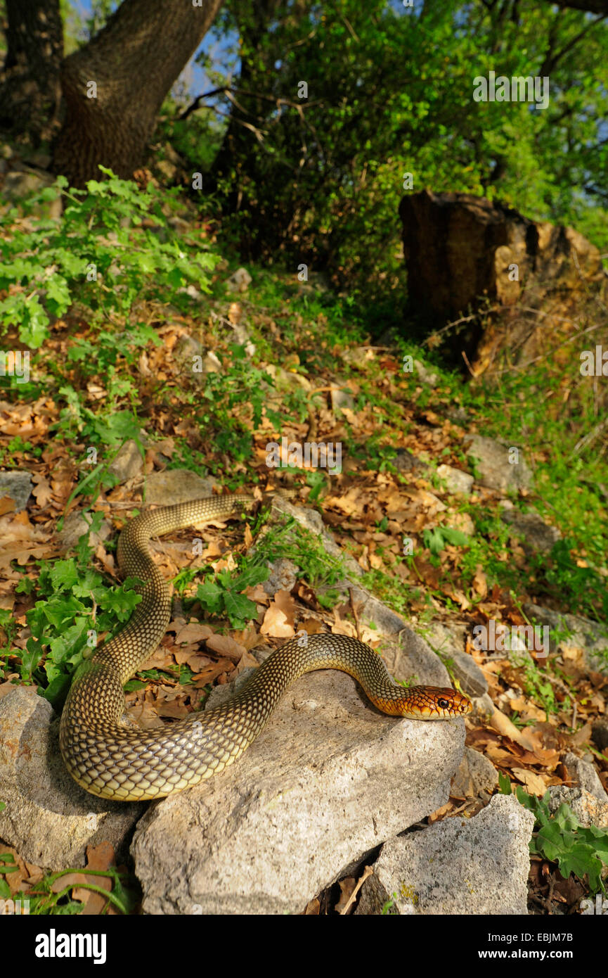 Large Whip Snake (Dolichophis caspius, Coluber caspius), male lying on ...