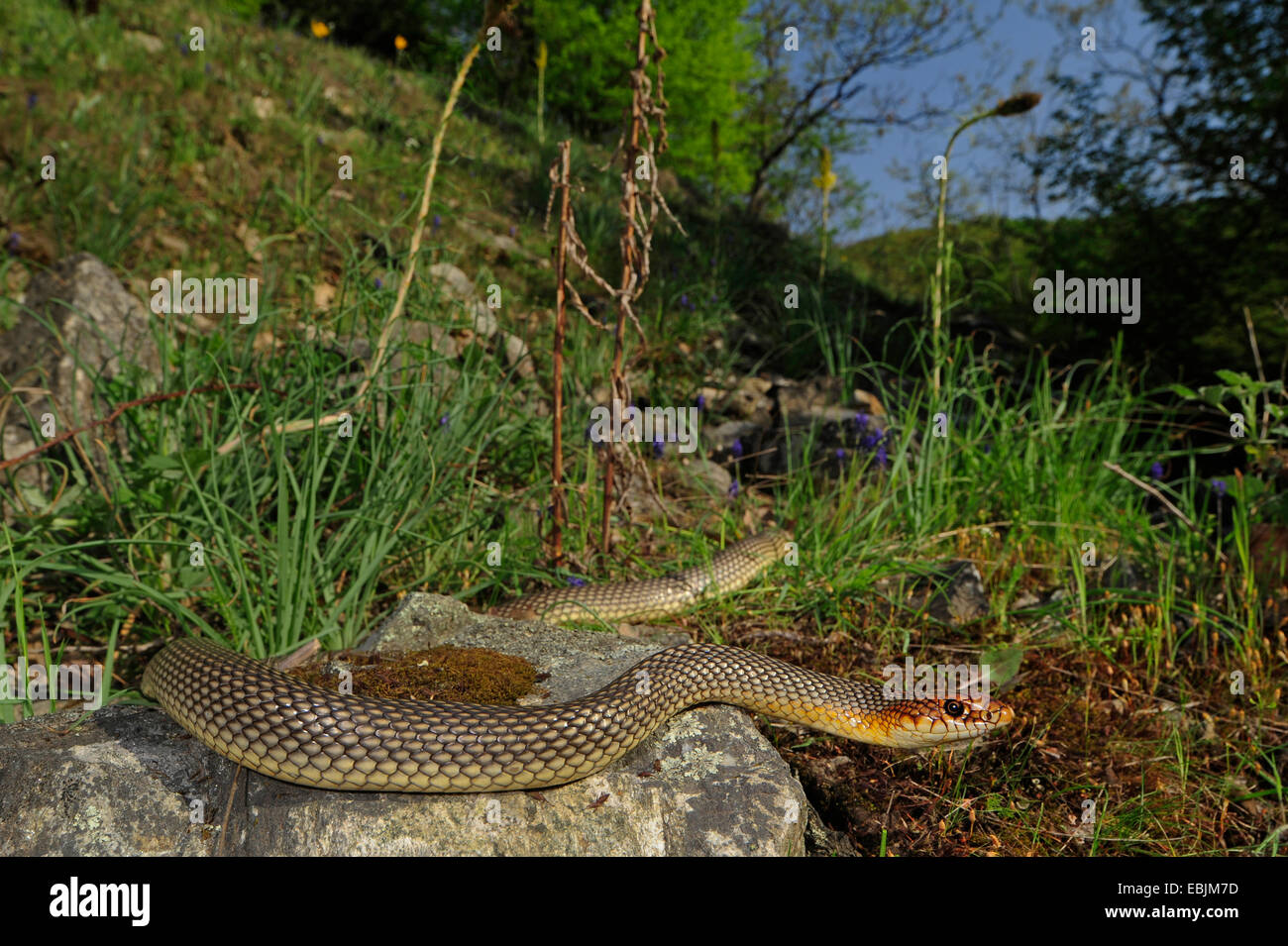 Large Whip Snake (Dolichophis caspius, Coluber caspius), male lying on ...