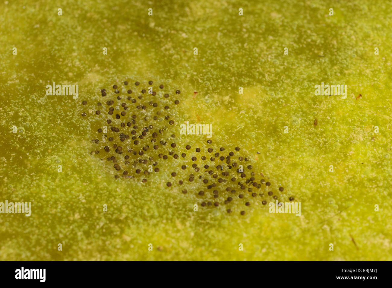 Balkan Water Frog (Pelophylax kurtmuelleri), frog spawn in an animal ...