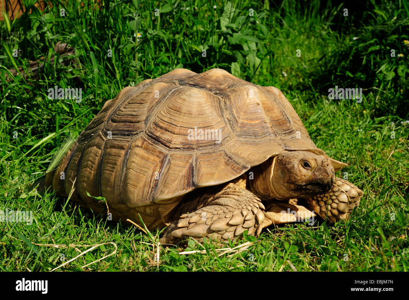 African spurred tortoise (Geochelone sulcata, Centrochelys sulcata ...