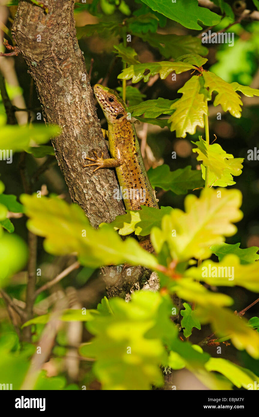 Eastern Green Lizard, European green lizard, Emerald lizard (Lacerta ...