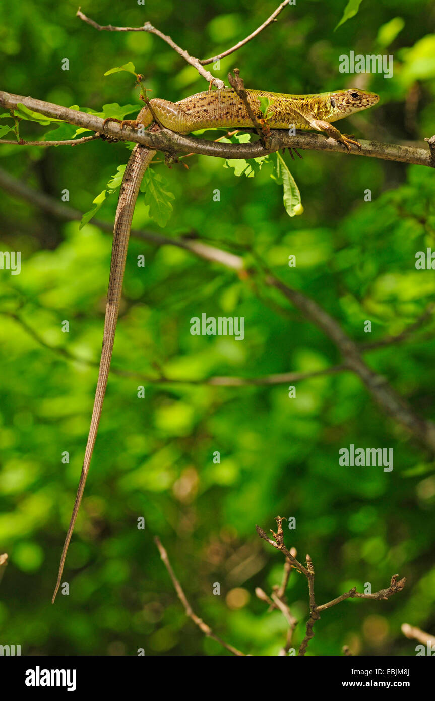 Eastern Green Lizard, European green lizard, Emerald lizard (Lacerta ...