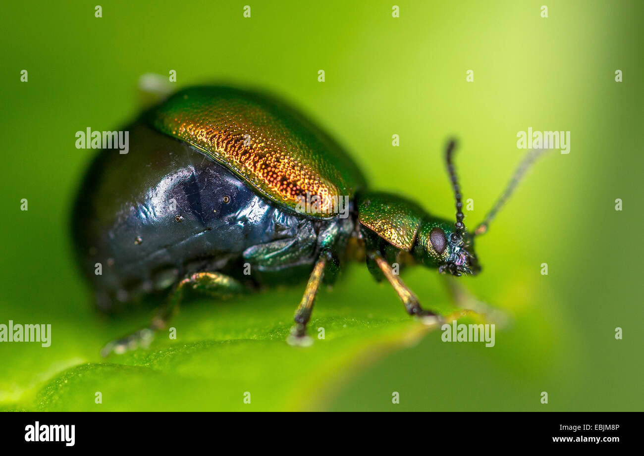Beatle leaf hi-res stock photography and images - Alamy