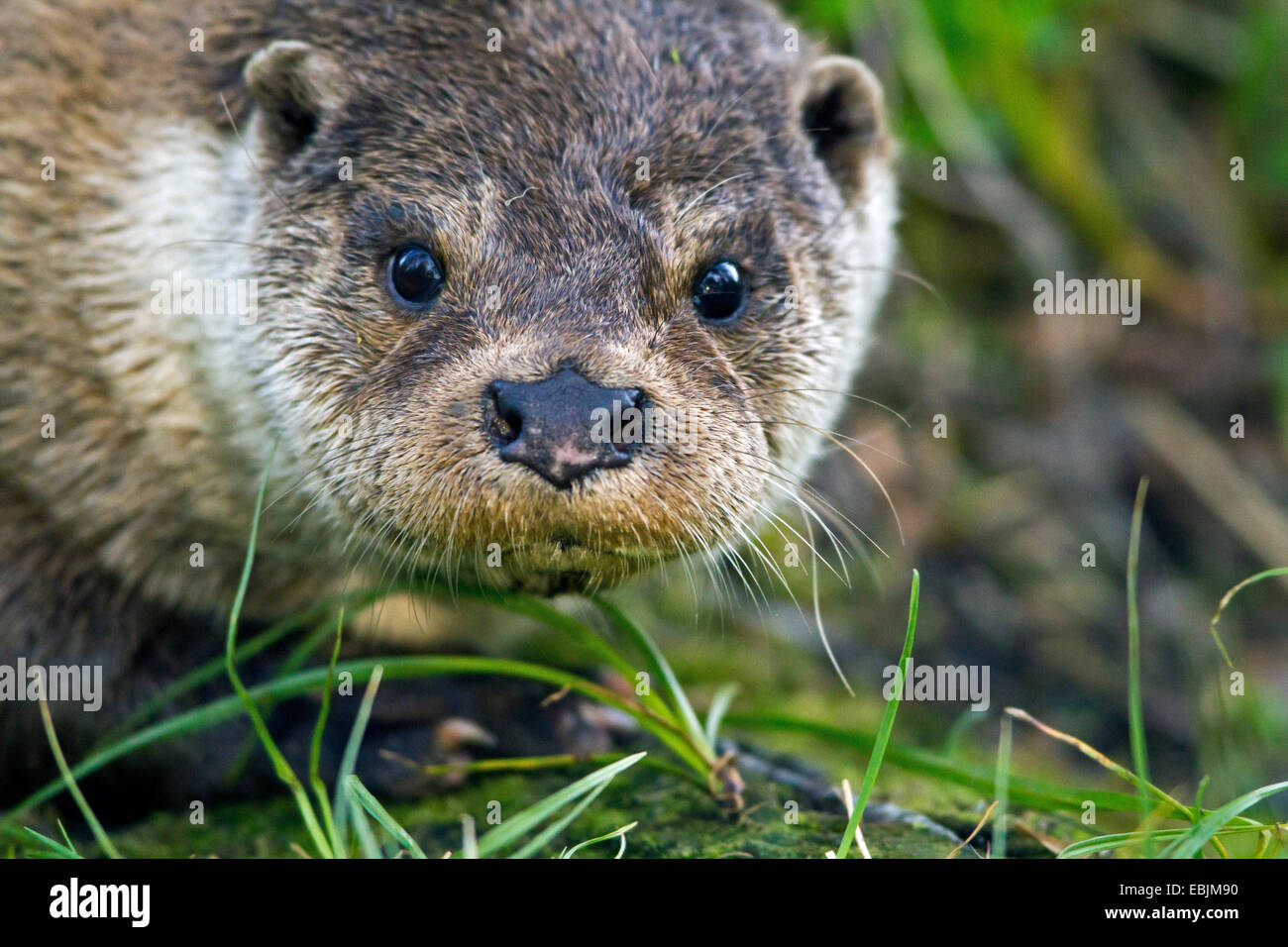 European river otter, European Otter, Eurasian Otter (Lutra lutra ...
