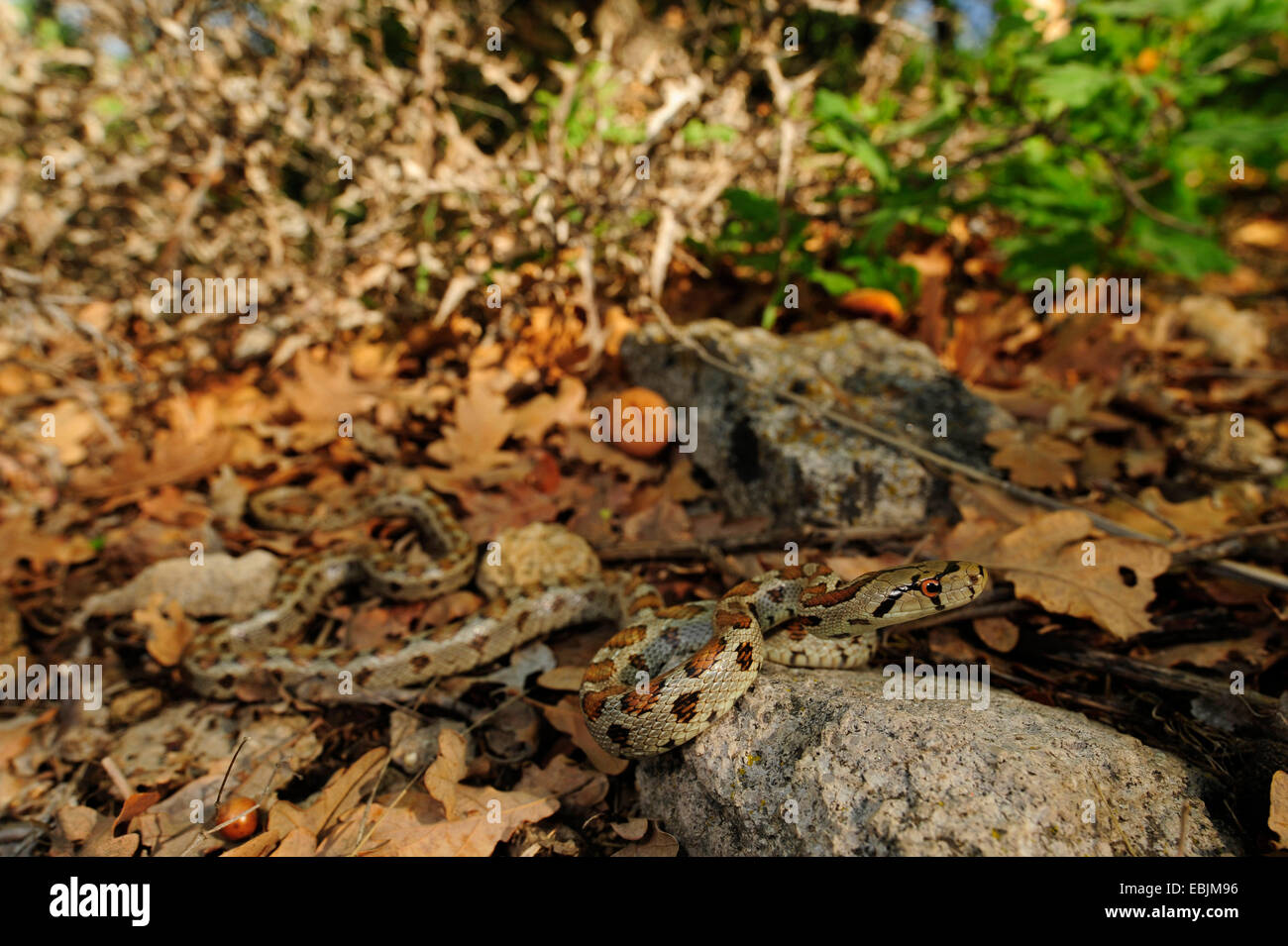 Camouflaged Snakes