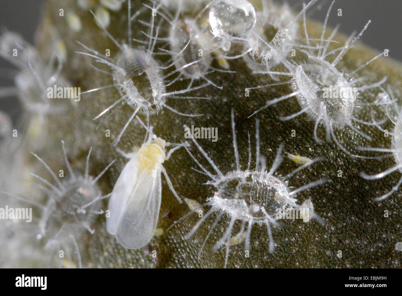 greenhouse whitefly (Trialeurodes vaporariorum), one imago and several ...
