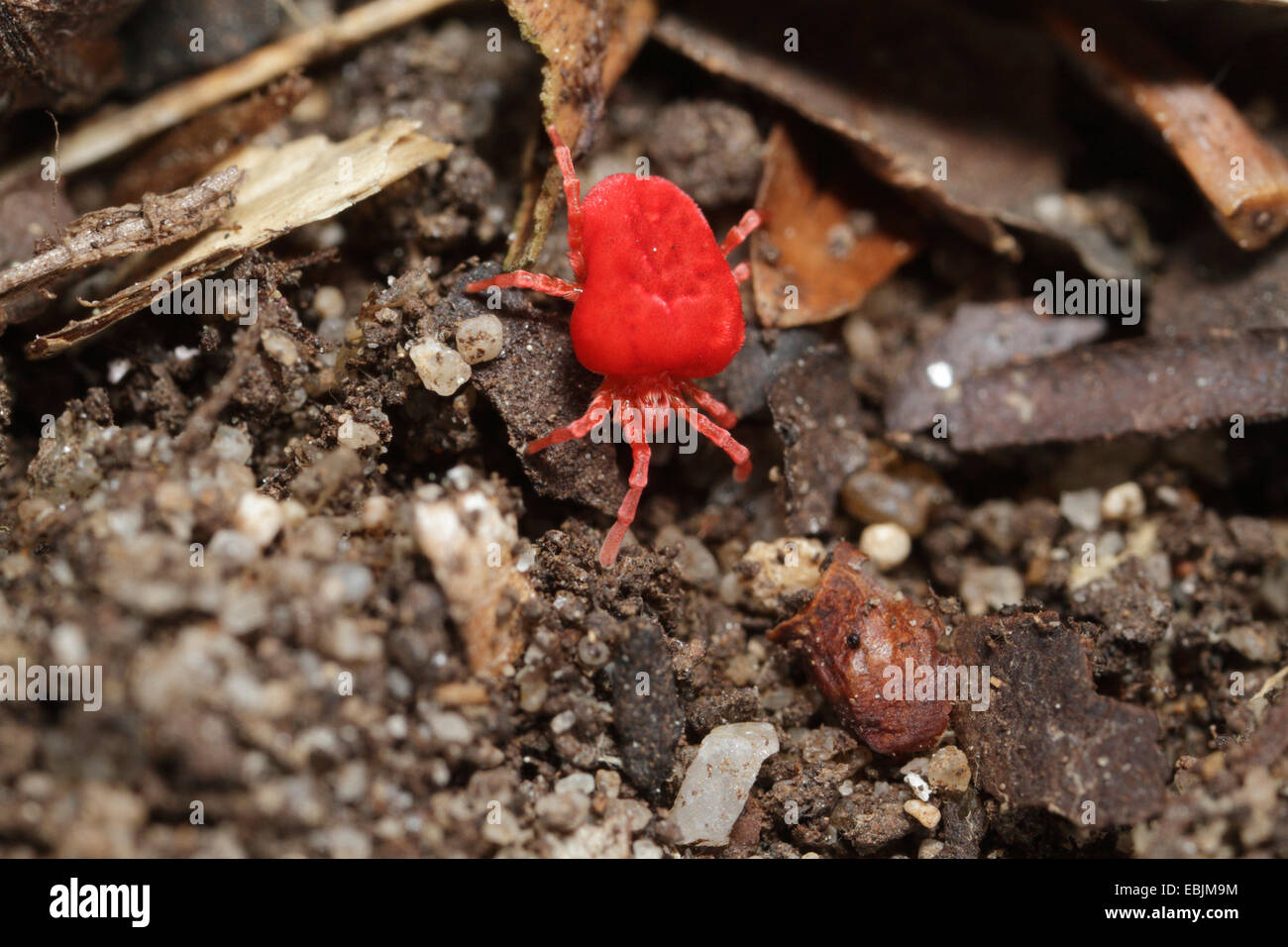 velvet mite (Trombidium holosericeum), walking on the ground, Germany ...