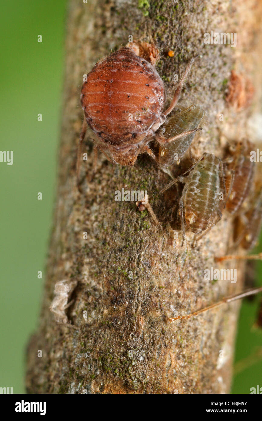 Parasitized aphid hi-res stock photography and images - Alamy