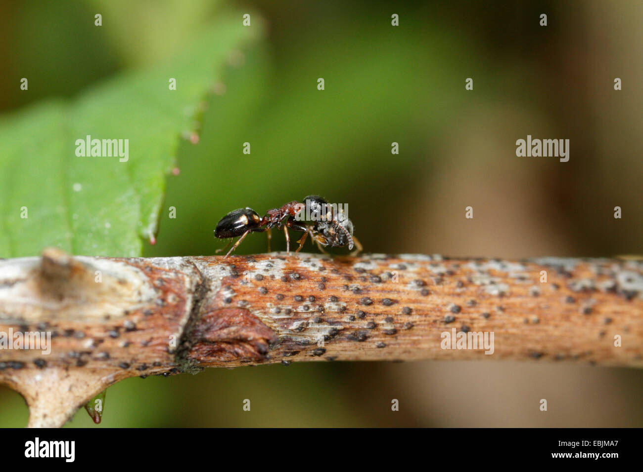 Quadripunctatus hi-res stock photography and images - Alamy