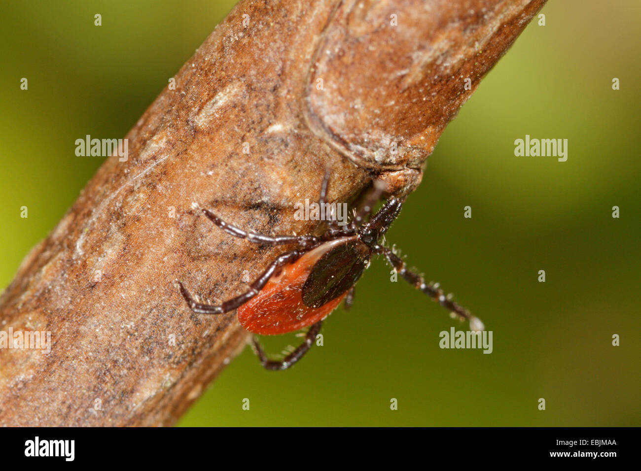 European castor bean tick, European sheep tick (Ixodes ricinus ...