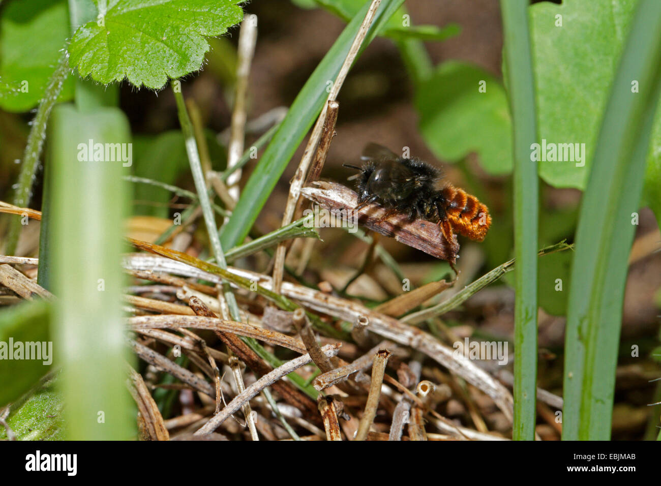 Bicoloured mason bee (Osmia bicolor), Mason bee covers her nest inside ...