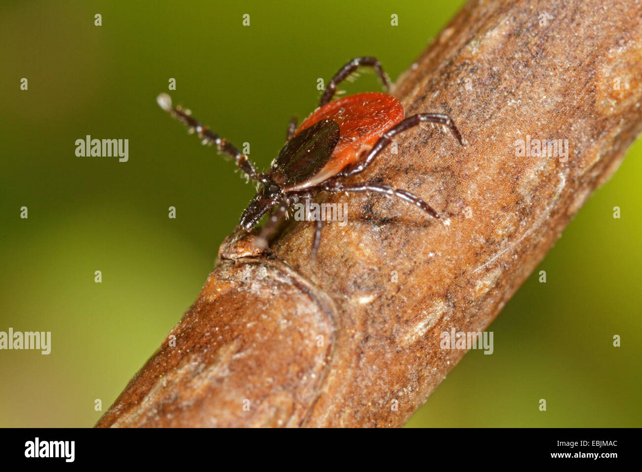 European castor bean tick, European sheep tick (Ixodes ricinus ...